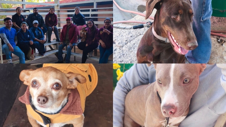 Esterilizan a 66 perros y gatos en jornada de bienestar animal en Cananea